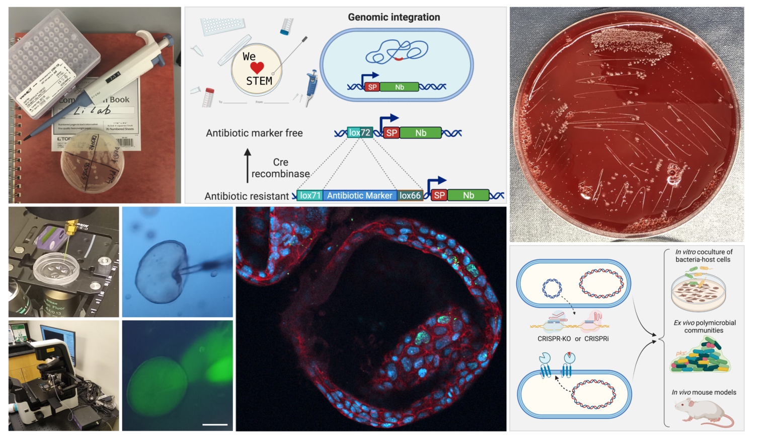 The Advanced Biotherapeutics Lab – Home of The Advanced Biotherapeutics Lab